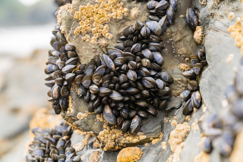Mussels and mucus team up for surgical glue that repels infections