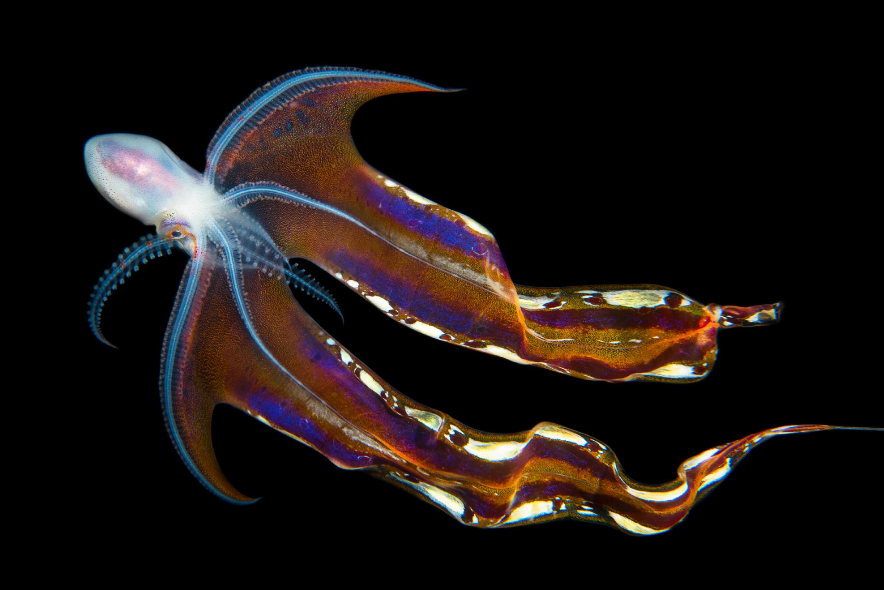 Gallery: Astonishing images of the natural world in the 2019 BigPicture ...