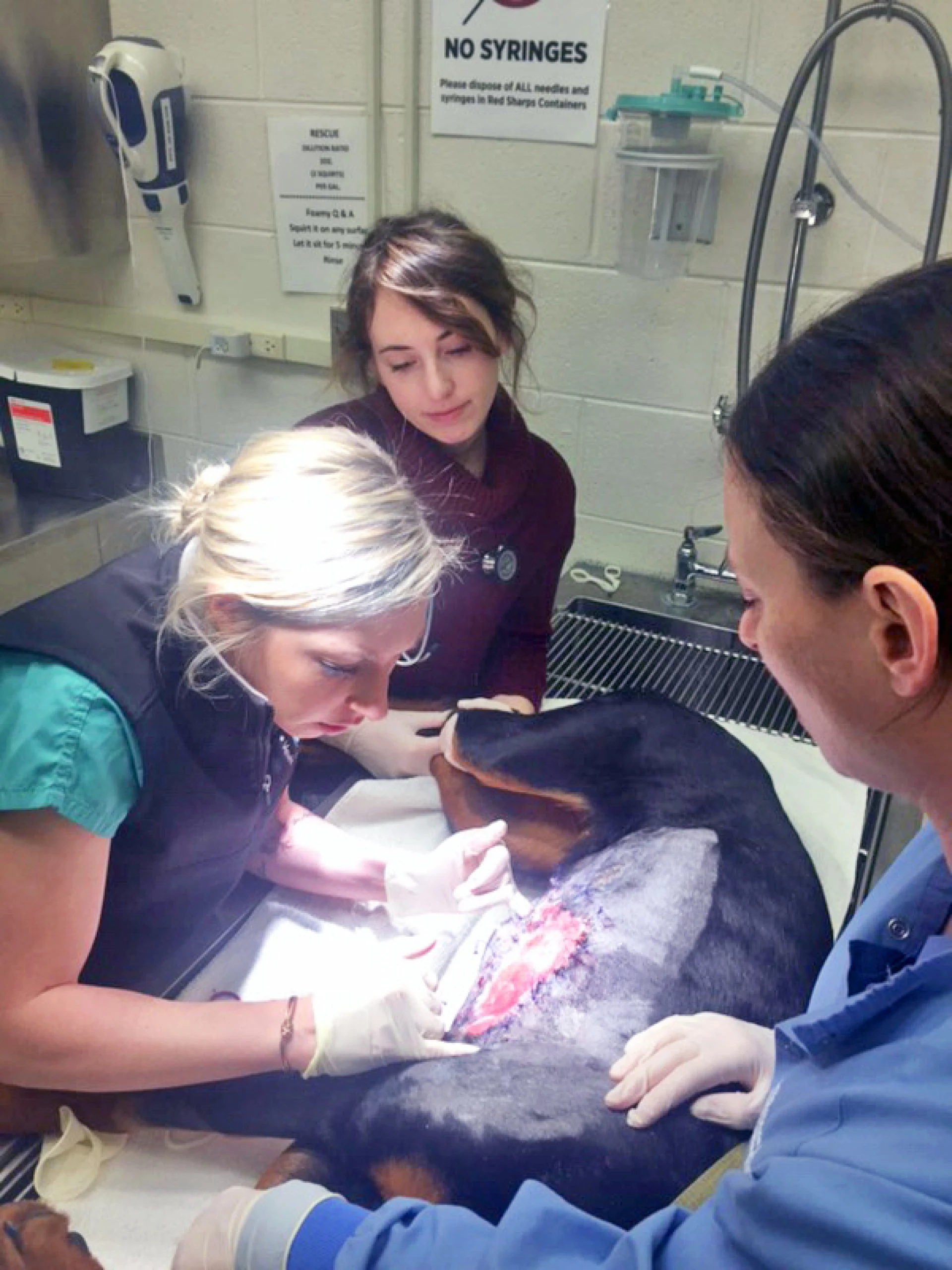 Vets use fish skins as grafts, putting burned Rottweiler on road to ...