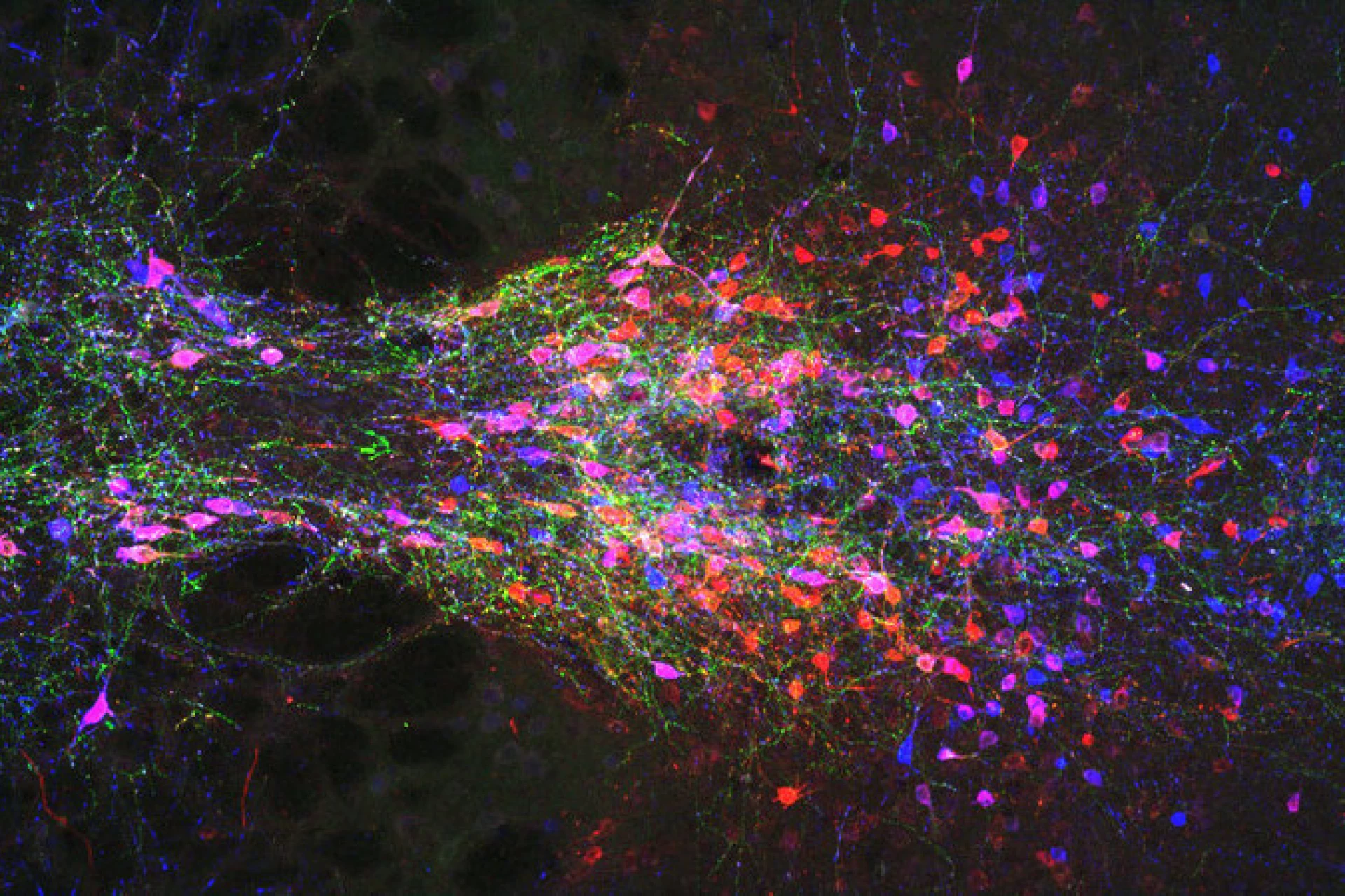 Neuronal on/off switch could help oversleepers and insomniacs