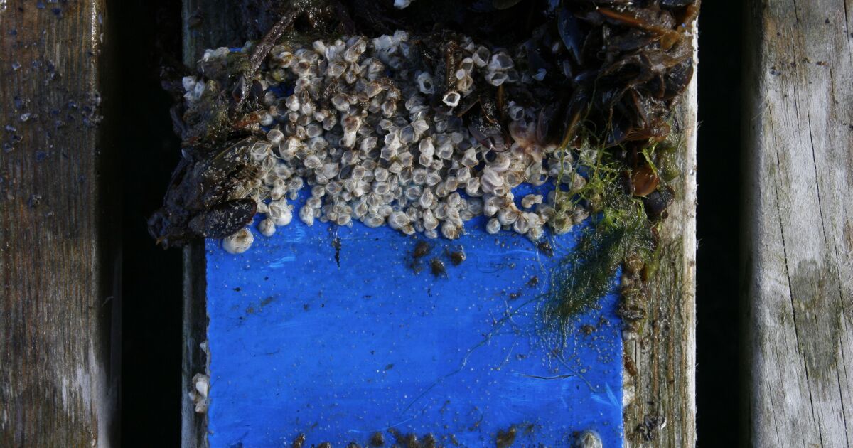New tech could allow for more eco-friendly barnacle control on boats