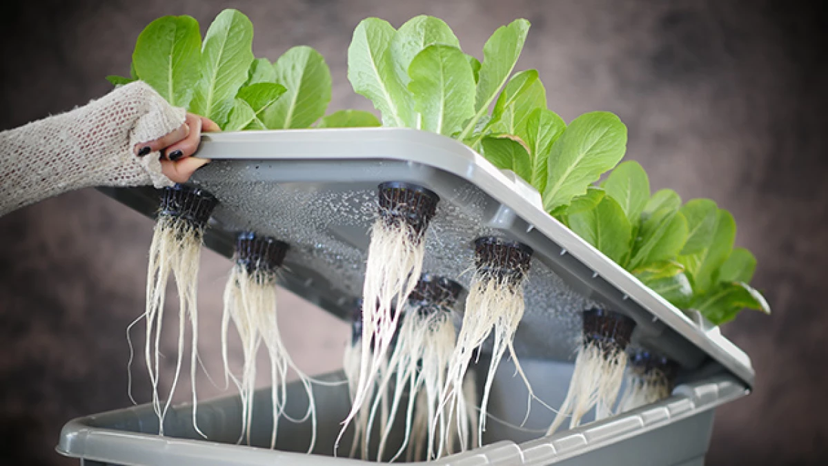 Open source Mini-Farm Grow Box allows gardeners to grow greens in the home