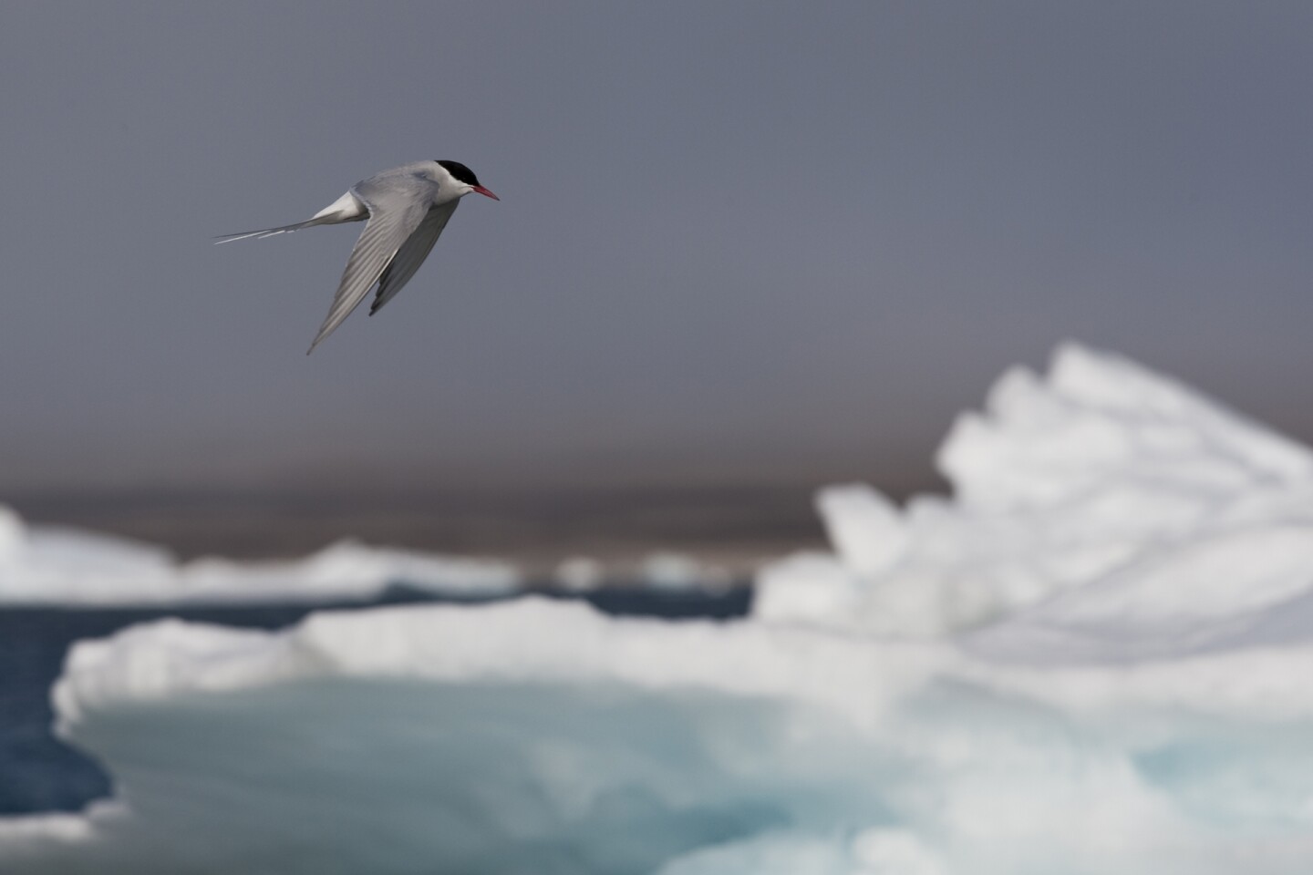 The remarkable migratory patterns of the Arctic Tern