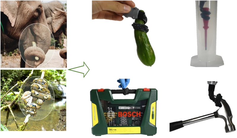 Coiling robotic gripper grasps objects like an elephant's trunk