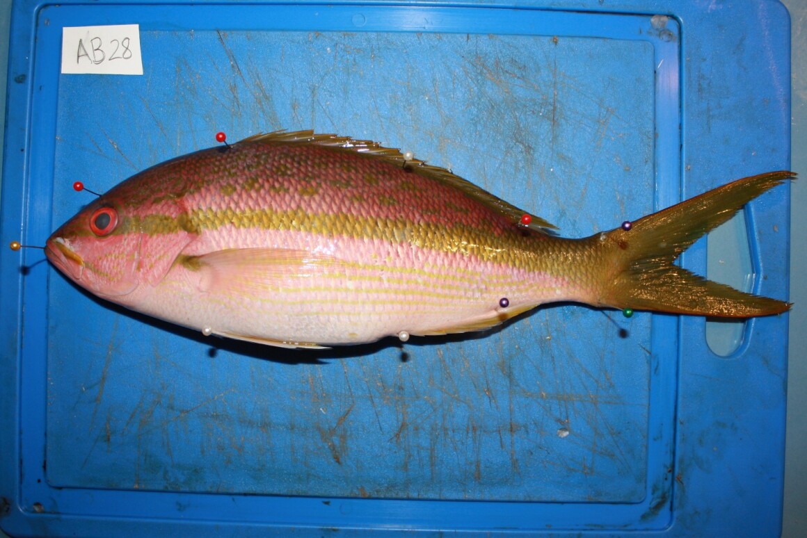 Fishes' telltale body shapes could help put the brakes on overfishing