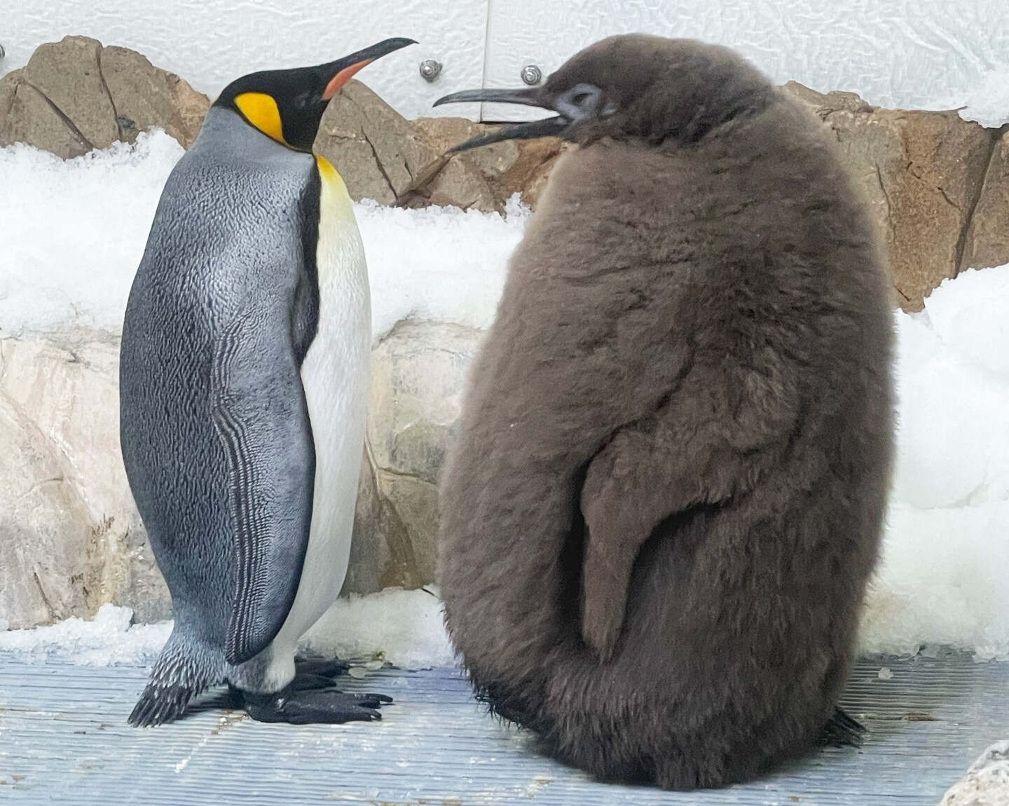 Massive 50 Lb King Penguin Chick Pesto Becomes A Surprise Global Star