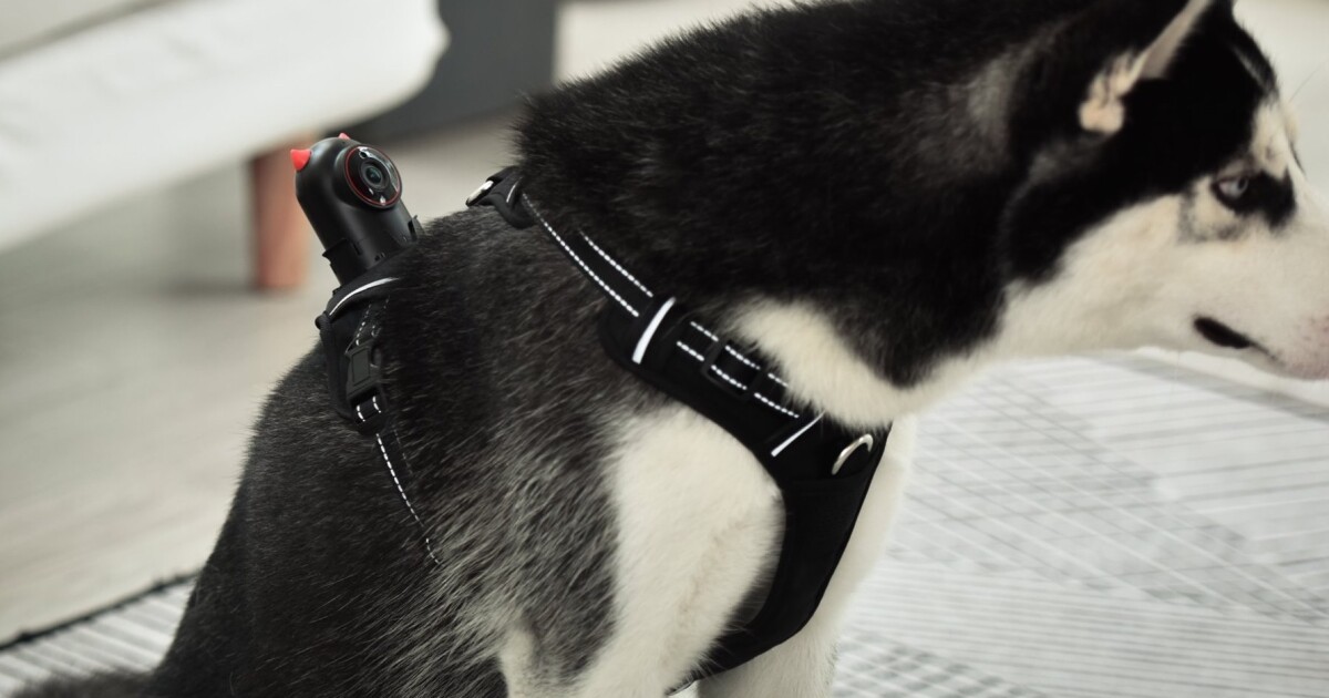 Dog-riding connected camera lets owners keep tabs on their pets