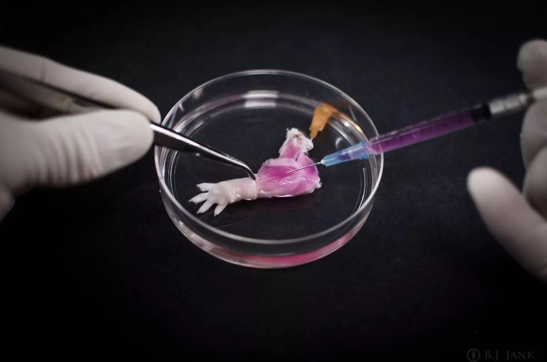 Scientists come a step closer to "regrowing" limbs