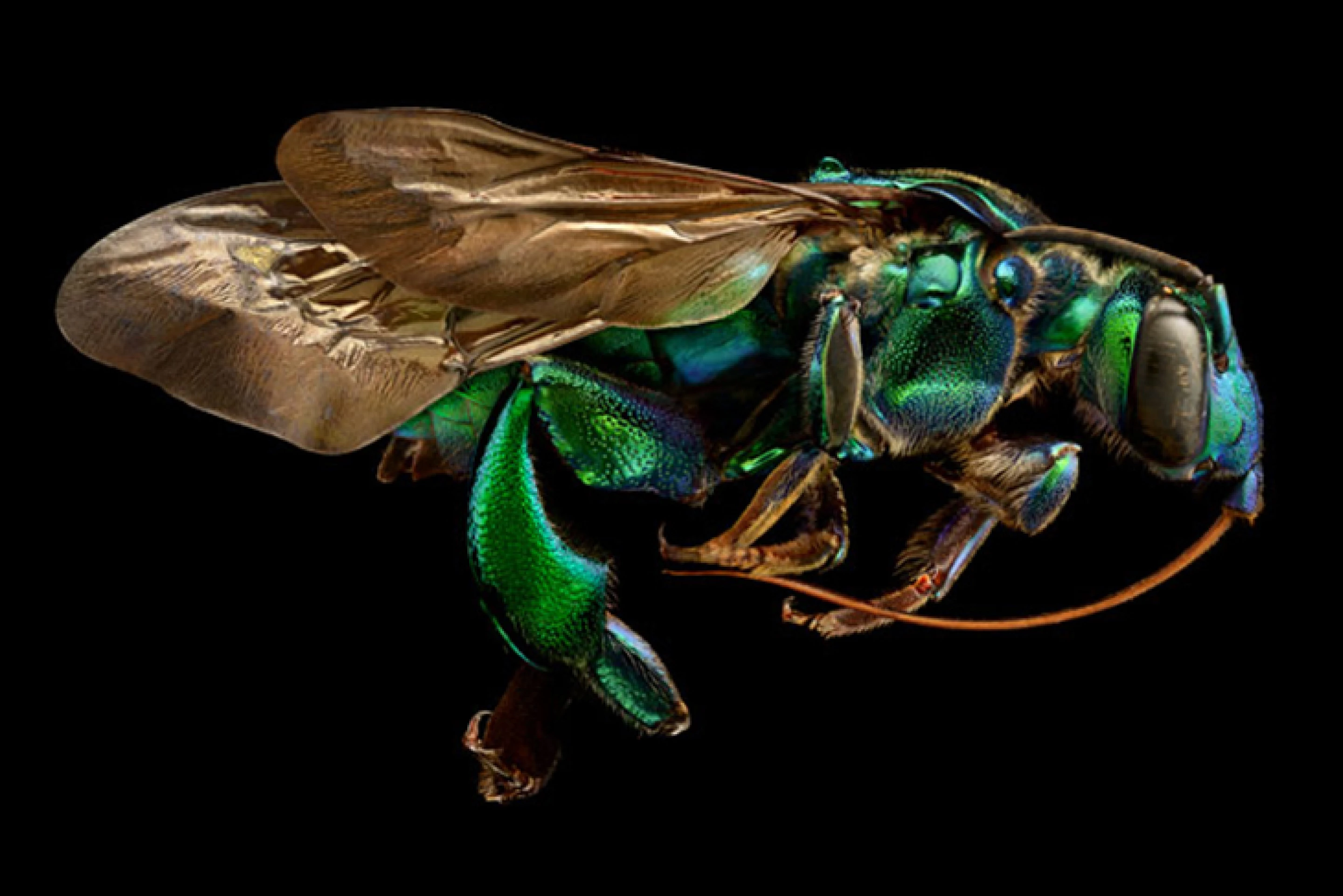 Nikon's Photomicrography contest puts spectacular science under the ...