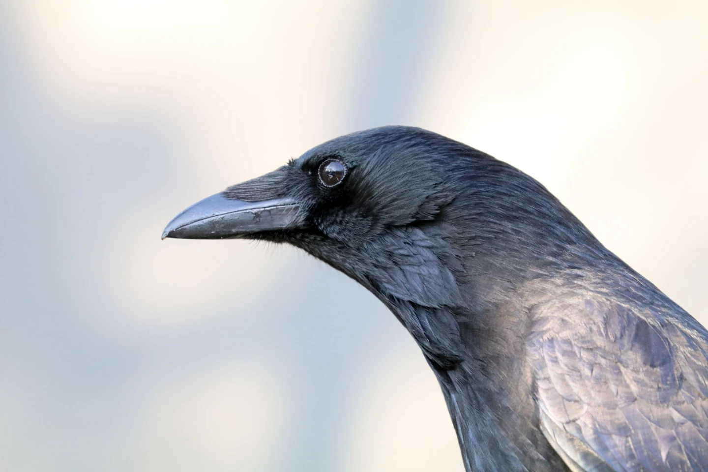 Scientists witness crows building tools from various parts for the ...