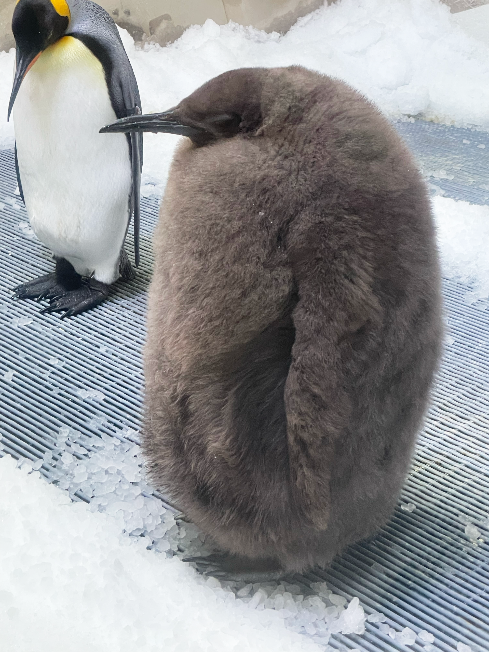 Massive 50 Lb King Penguin Chick Pesto Becomes A Surprise Global Star