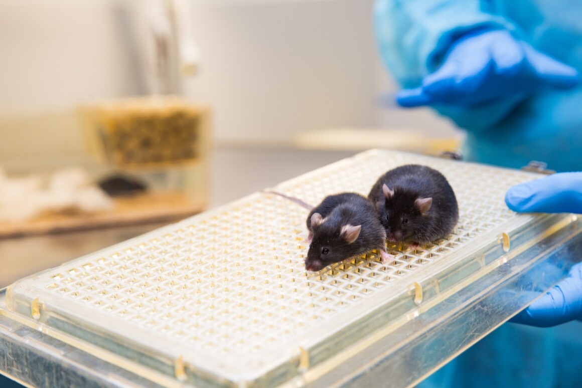 Chimeric "mighty mouse" with human brain cells to advance Alzheimer’s ...