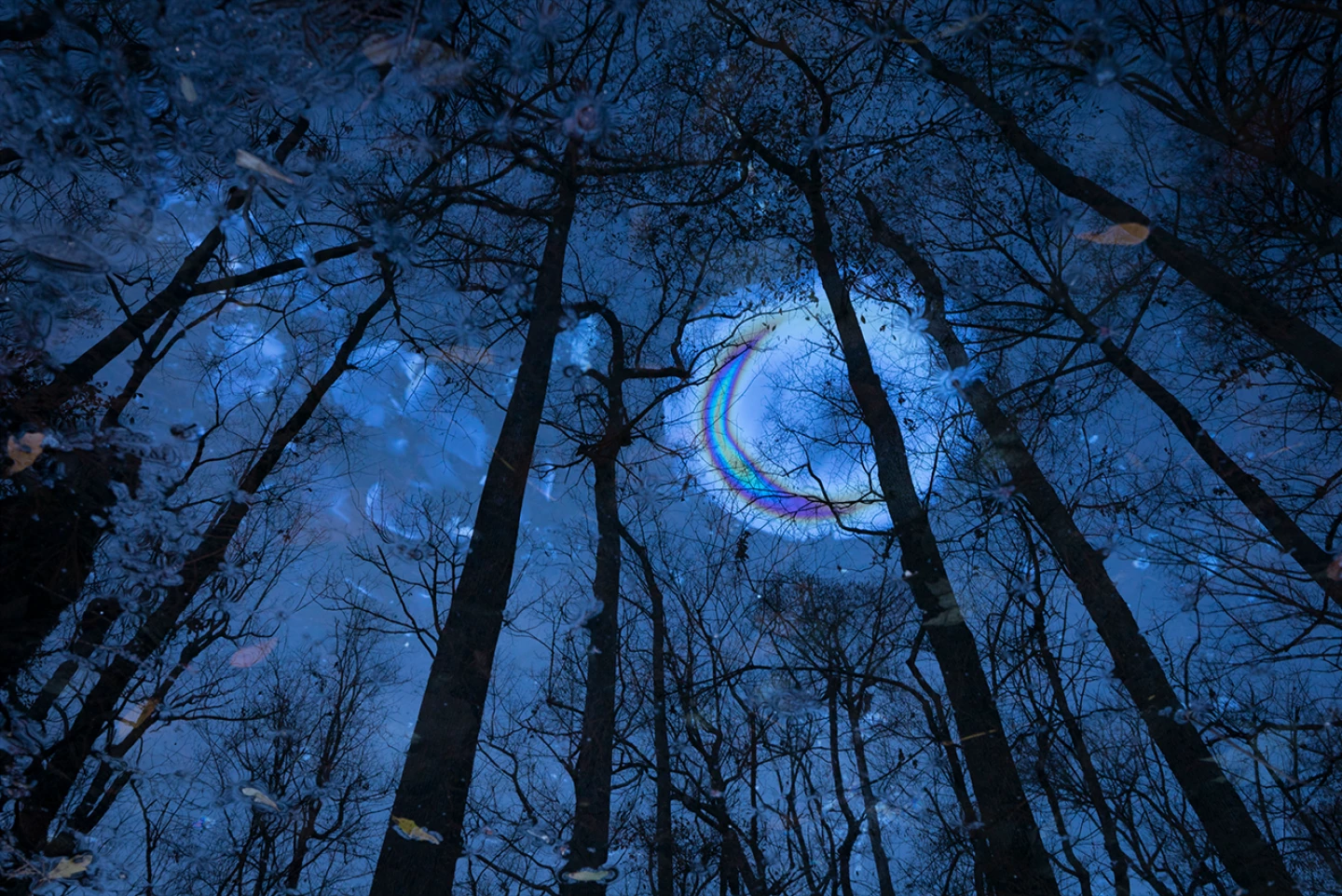 Gallery: Astonishing images of the natural world in the 2019 BigPicture ...