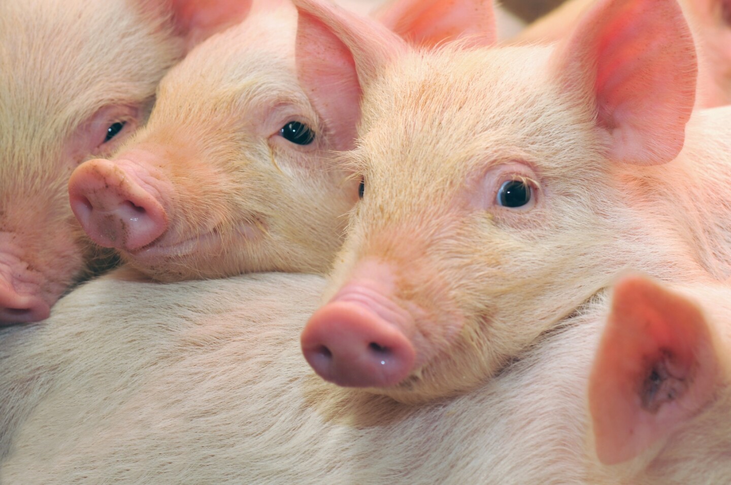 Pigs genetically-engineered to resist deadly swine virus