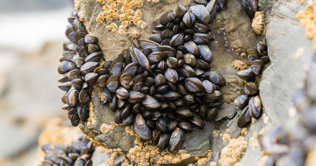 Mussels and mucus team up for surgical glue that repels infections
