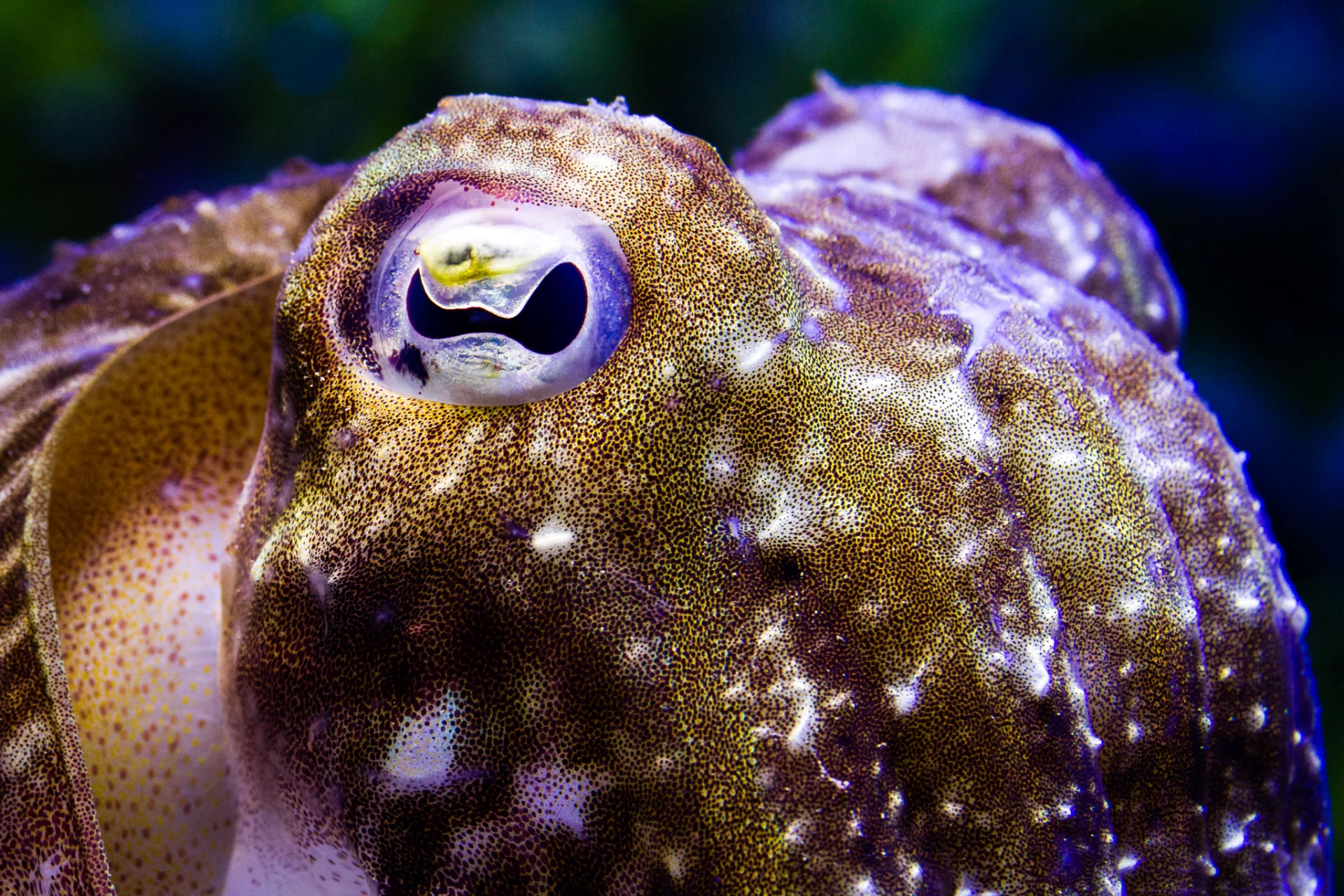 Octopus may experience REM sleep, and dream, much like we do