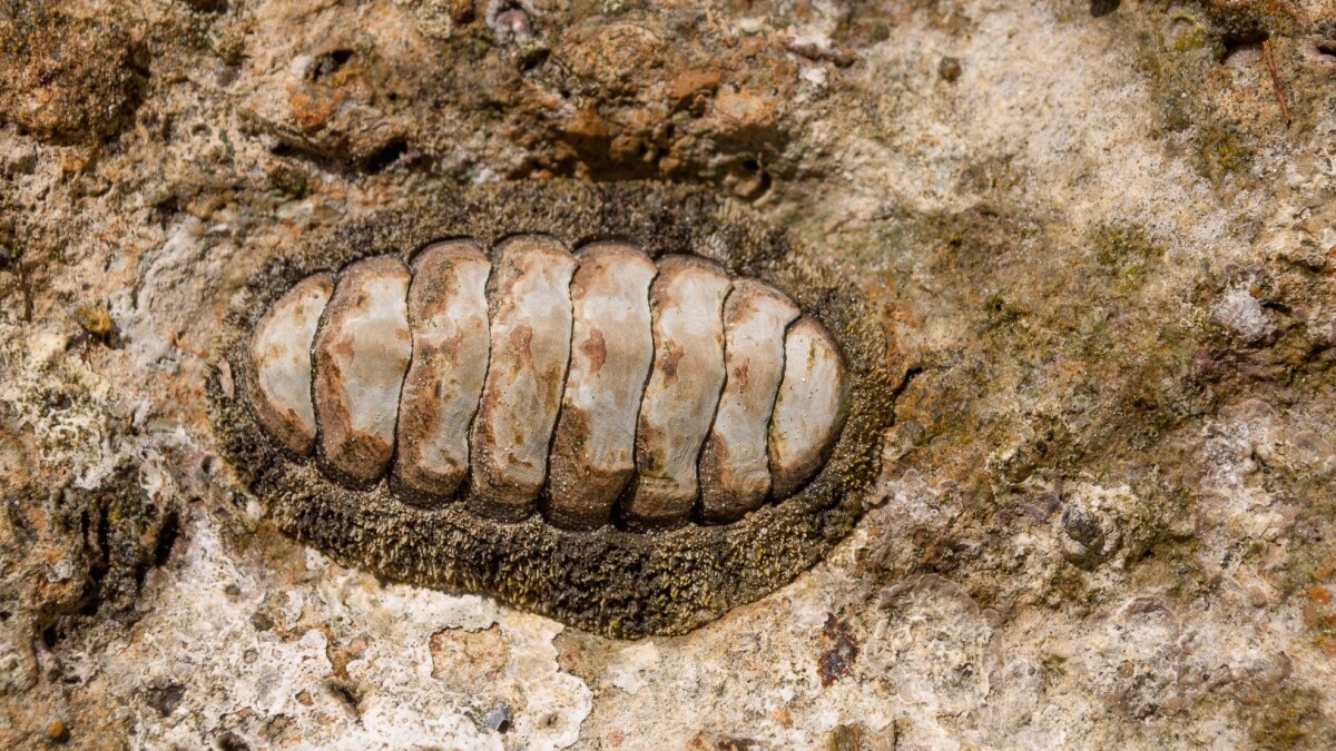 chiton shell material