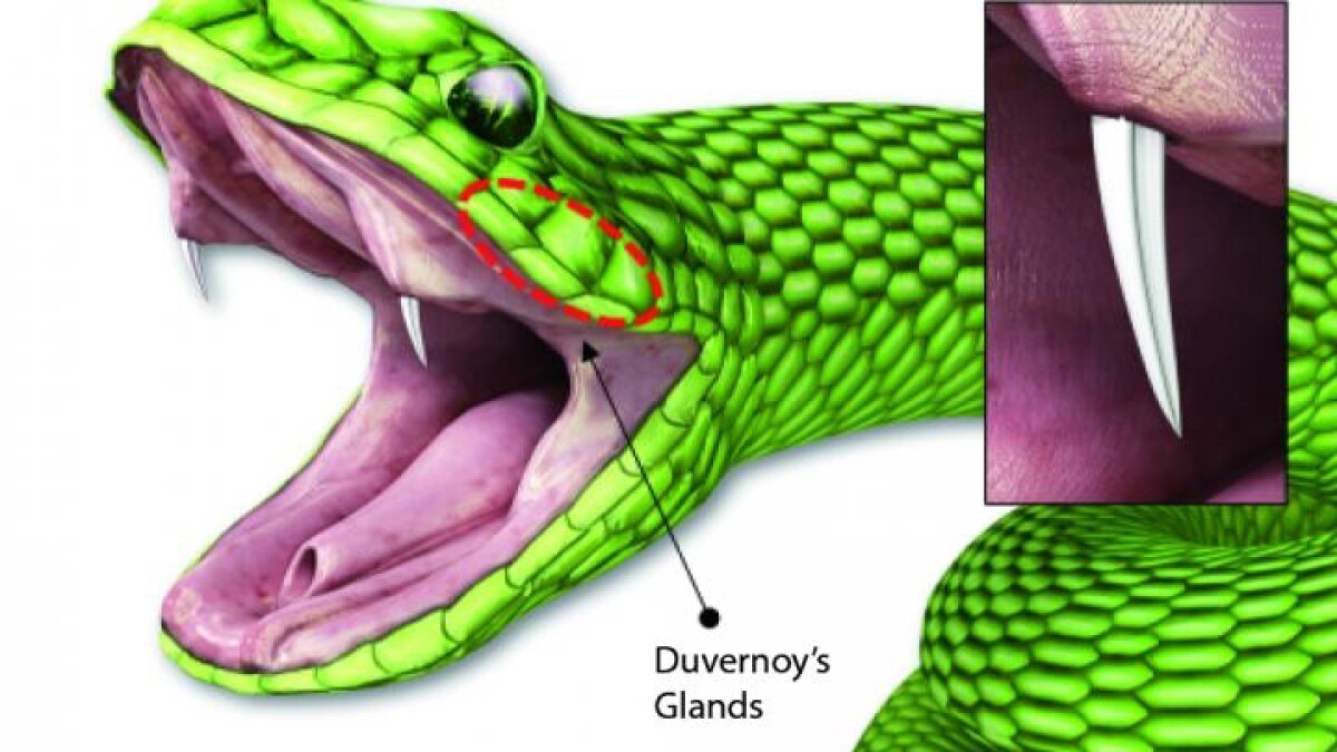 how to draw snake fangs