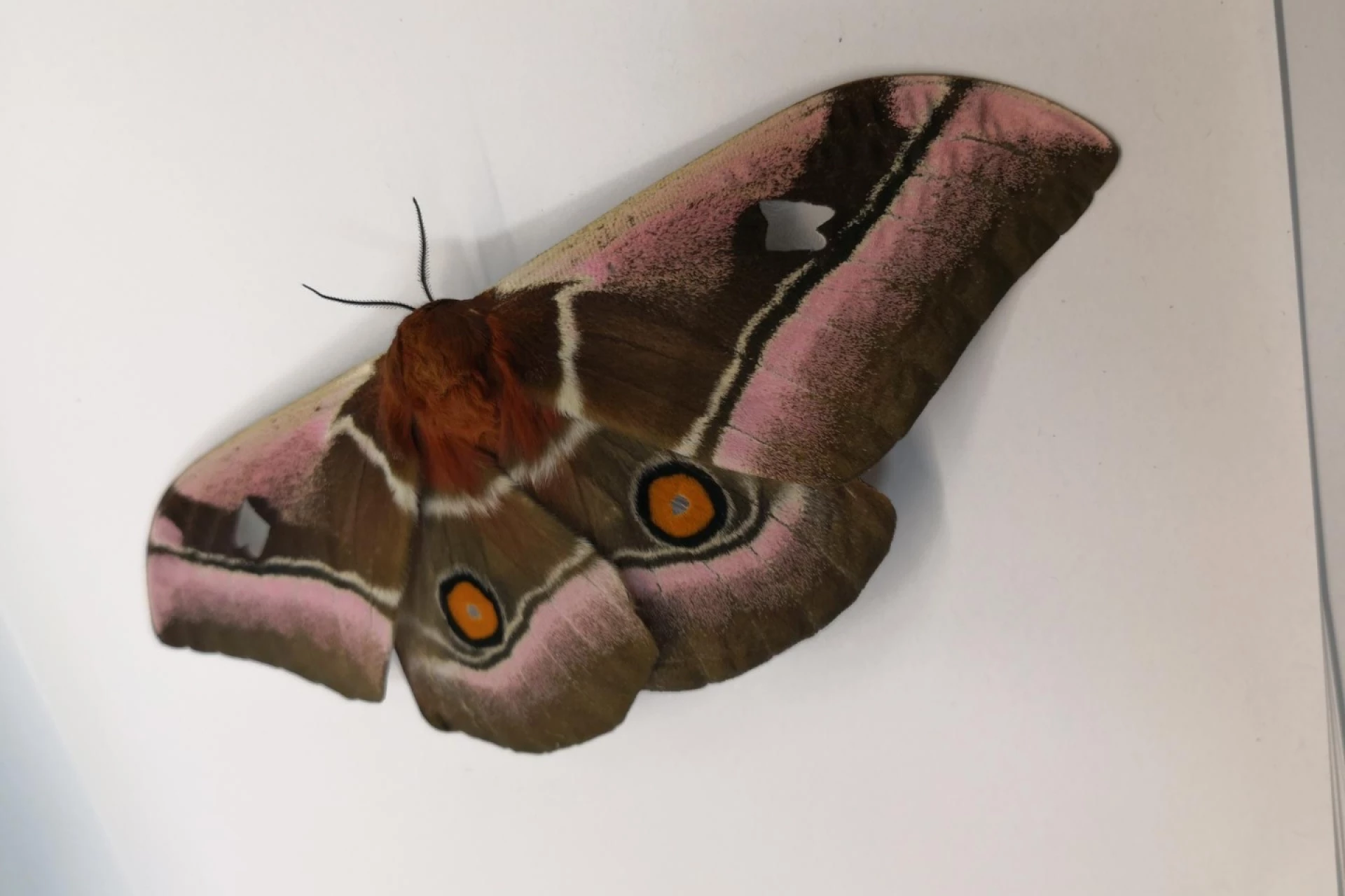 Study of moths' "stealth fur" may lead to better sound-absorbing materials