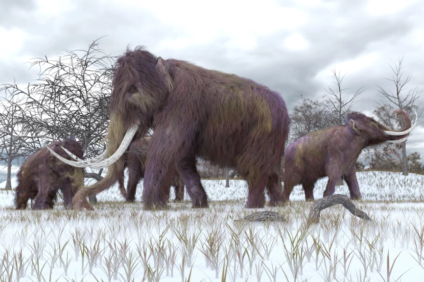 We could bring the woolly mammoth back to life, but should we?