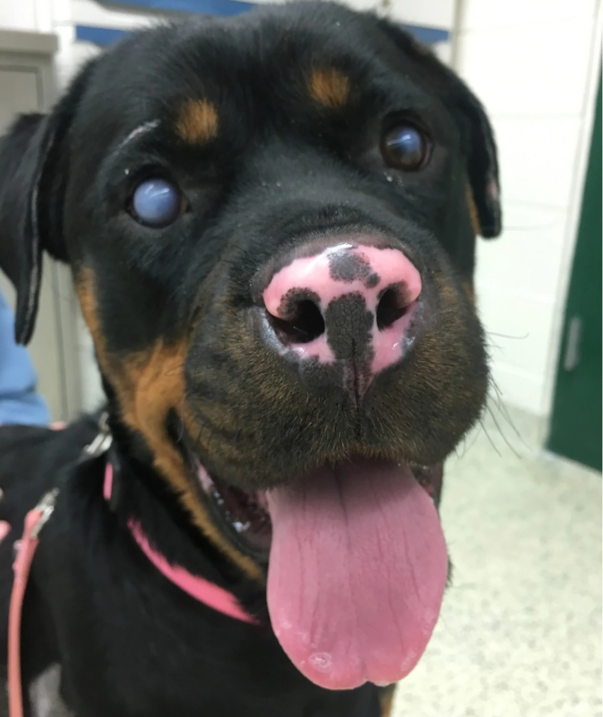 Vets use fish skins as grafts, putting burned Rottweiler on road to ...