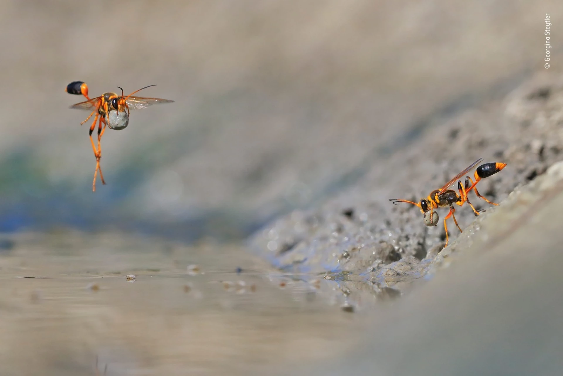 Thrilling natural wonders in the 54th Wildlife Photographer of the Year ...