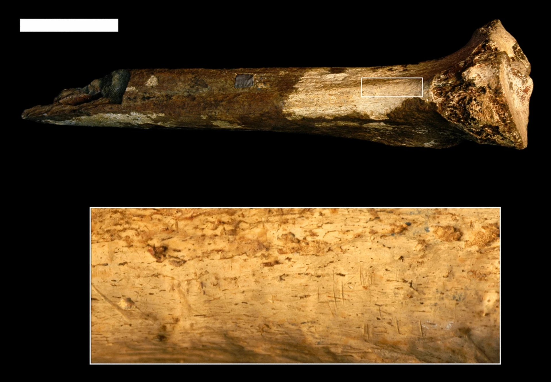 Earliest evidence yet of butchery and cannibalism among ancient humans