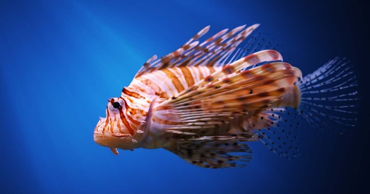 Scientists seek genetic answer to predatory nature of invasive lionfish