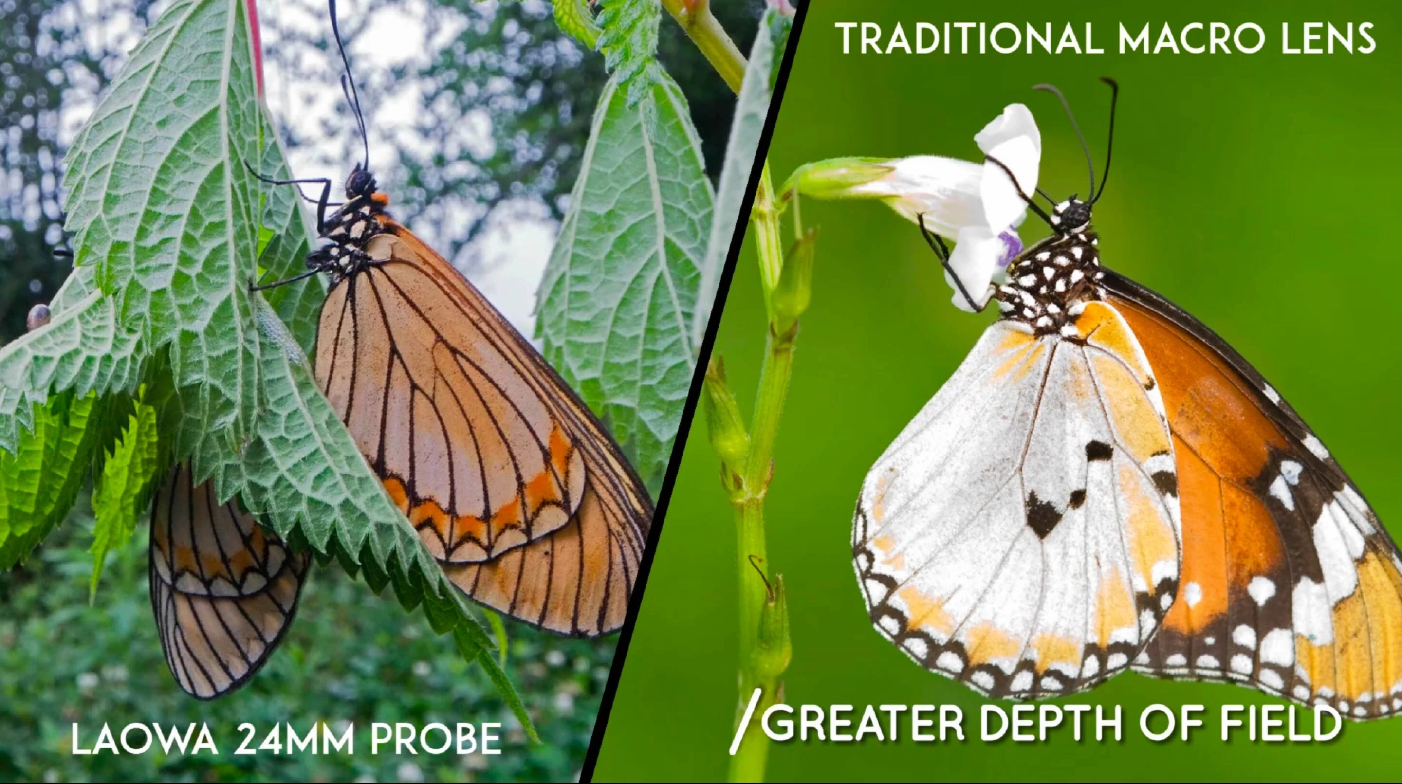 Laowa's wild macro probe lens gives you a wide-angle bug's-eye view