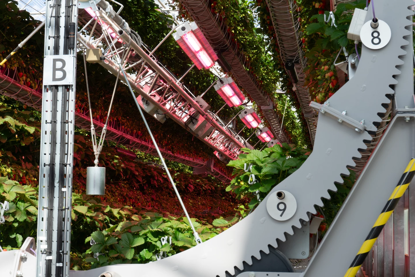 Dyson's vertical farming revolutionizes strawberry growth