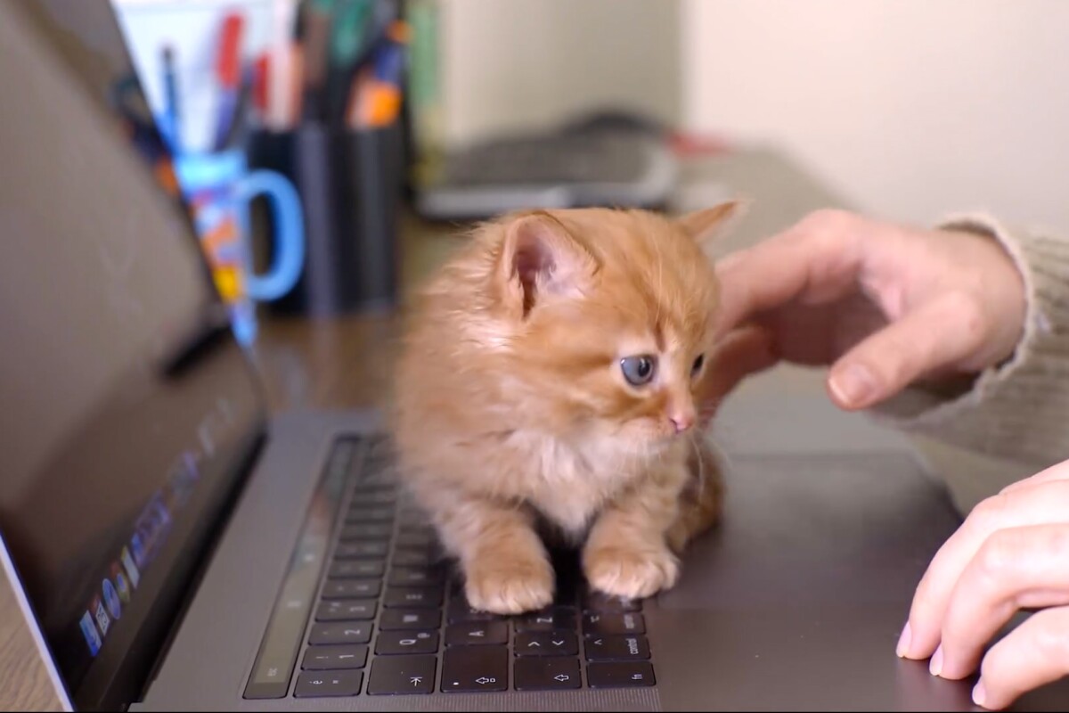 How to solve the cat on the computer problem (maybe)
