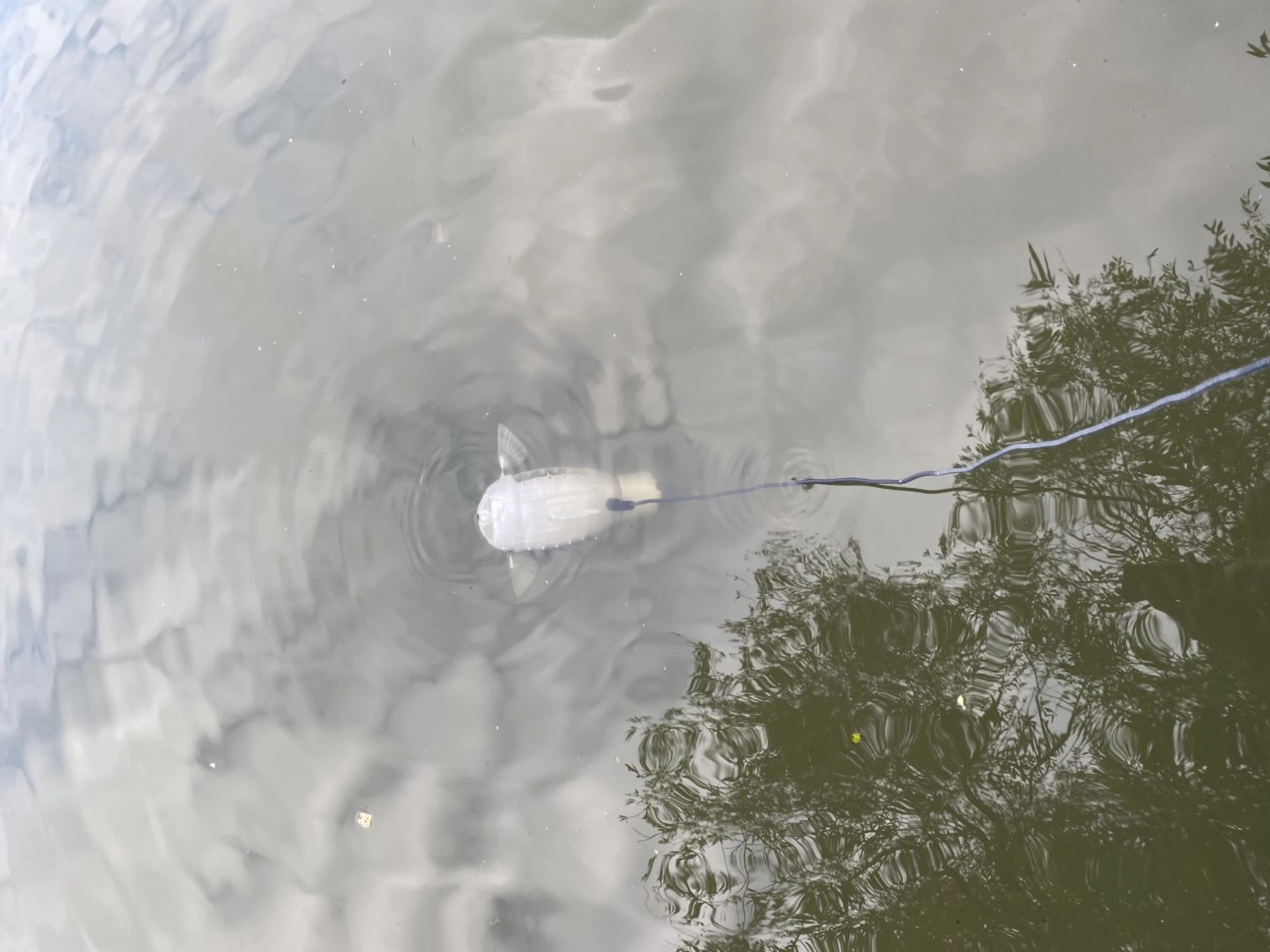 Student-designed plastic-gulping fish wins bioinspired robotics contest