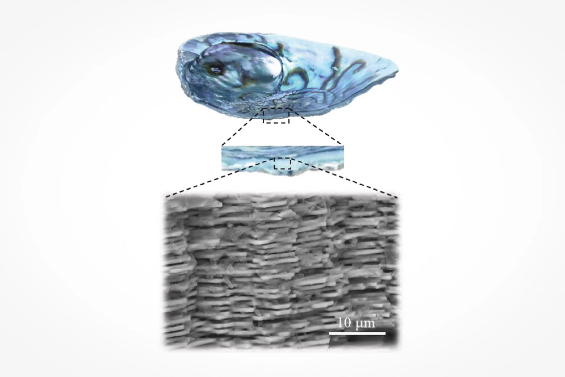 Shell-inspired cement 19x more flexible thanks to ‘engineered defects’