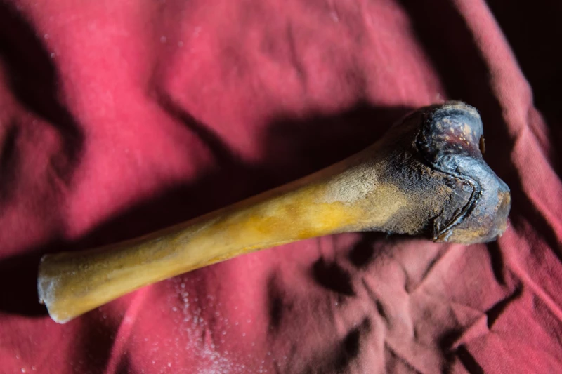 DNA tests on "Yeti" hair and bone samples bear results