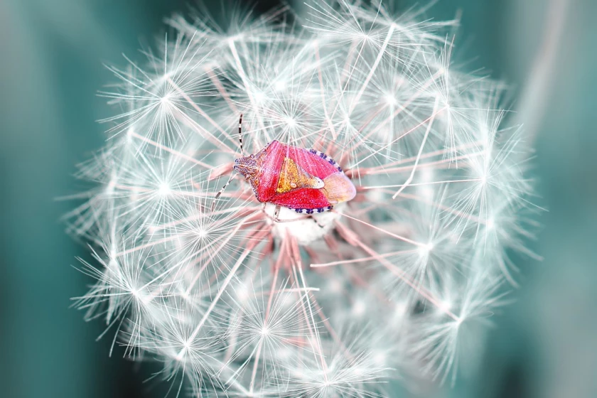Gallery: Photography is the real winner in the 16th annual Smithsonian ...