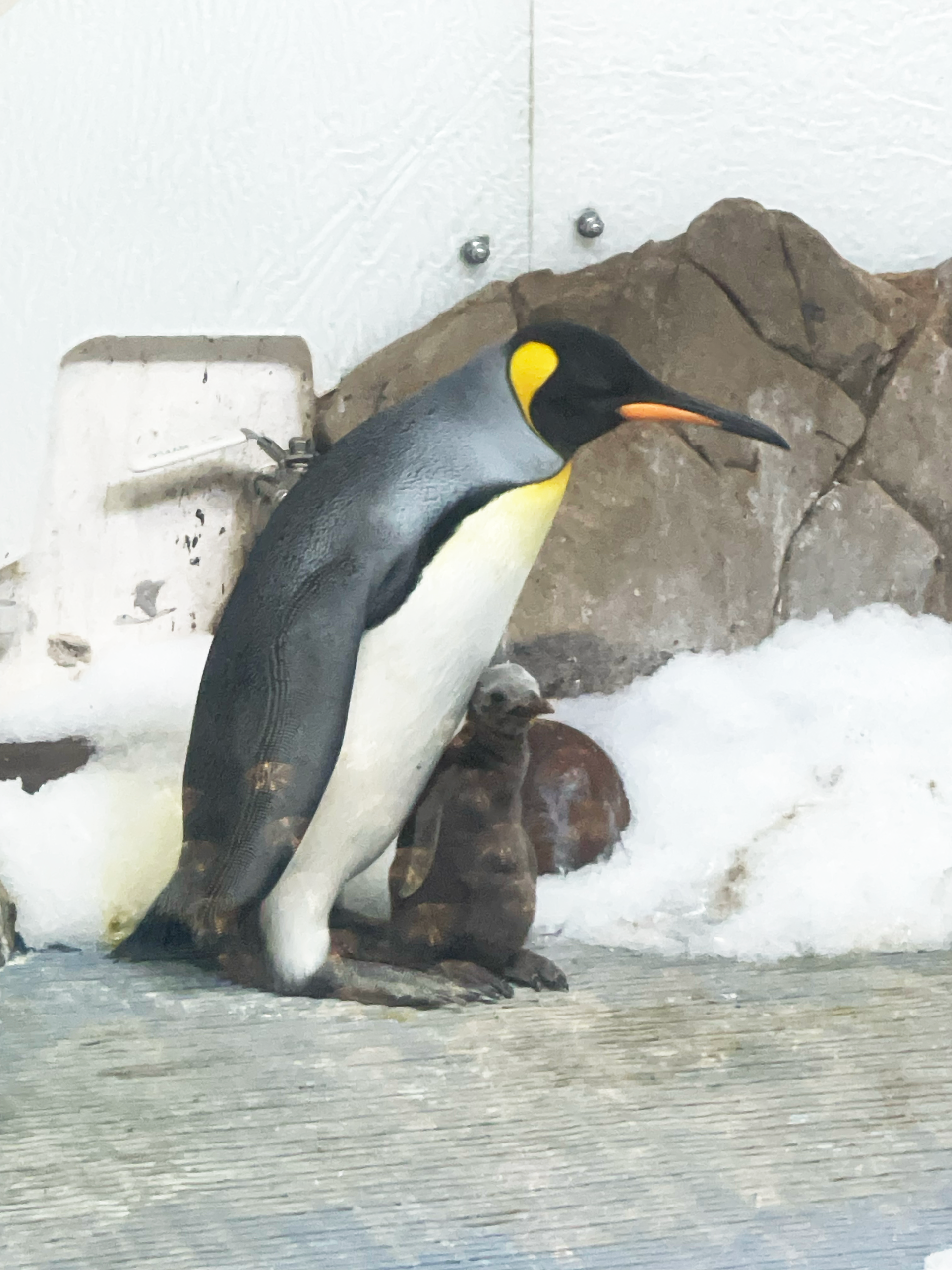 Massive 50 Lb King Penguin Chick Pesto Becomes A Surprise Global Star