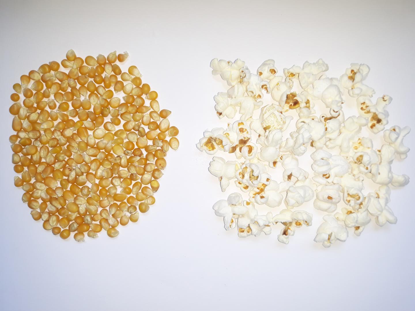 Study digs into the science of what makes popcorn pop