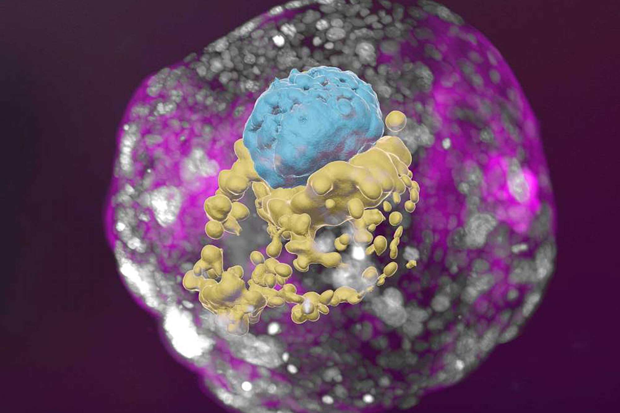 Embryo Biology Simple