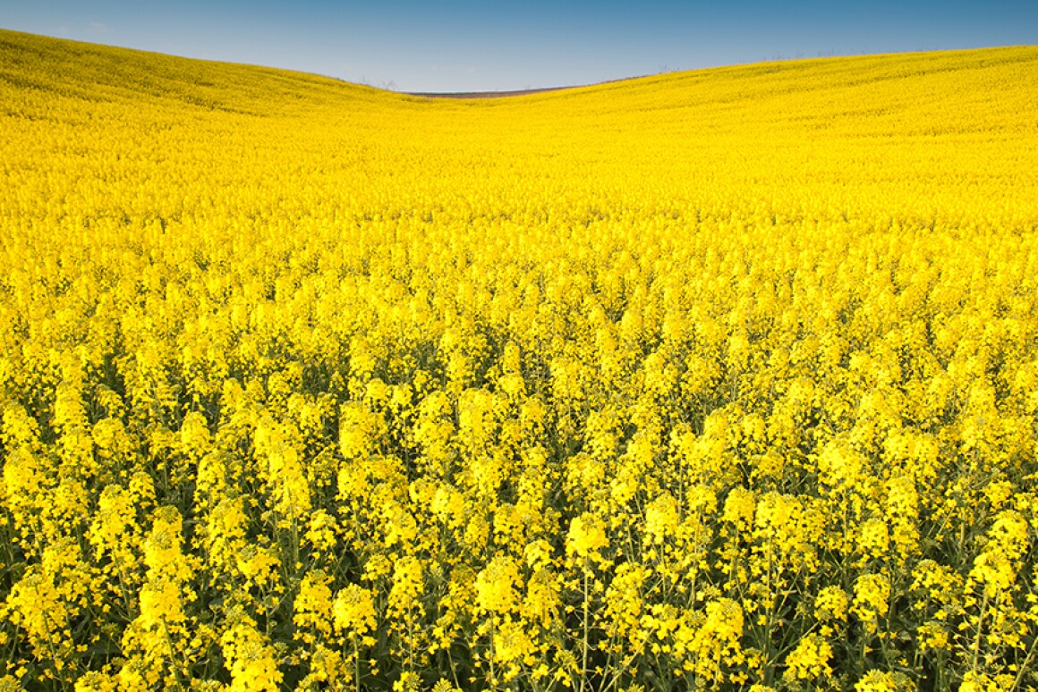 "Transfer engineering" eliminates toxins from edible part of rapeseed plant