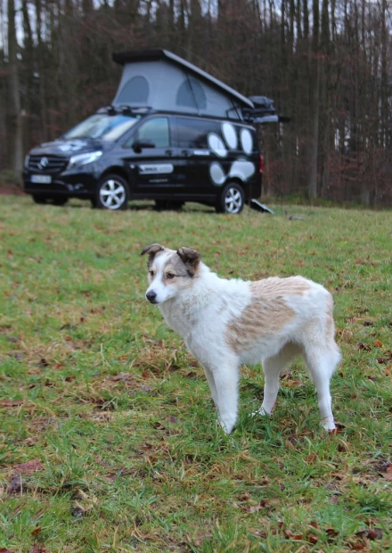 This modular camper van is one for the dogs (and their owners)
