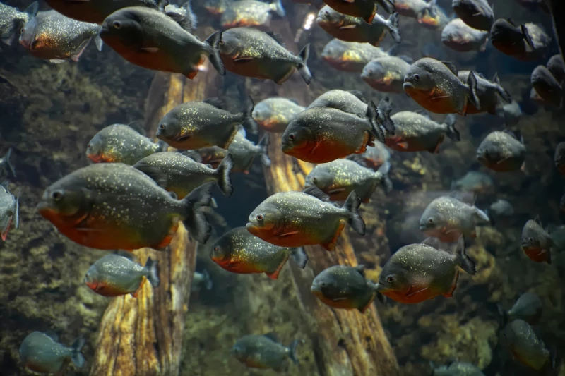 Biologist locates piranhas by listening for them barking