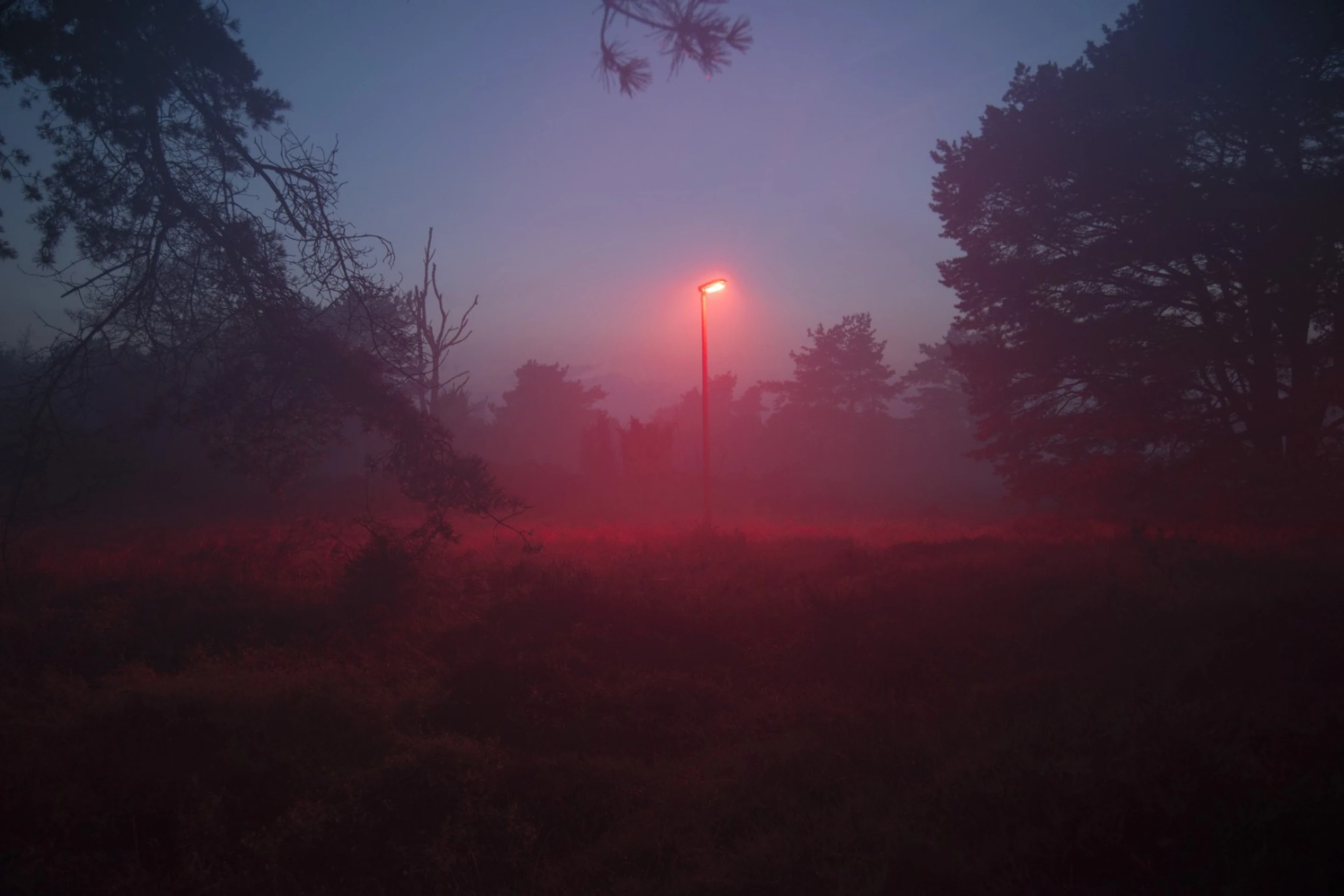 Dutch town goes with bat-friendly streetlights