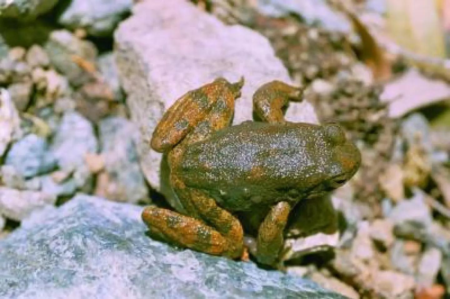 Frog skin could thwart antibiotic-resistant germs