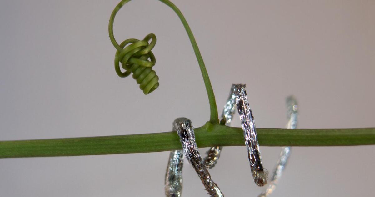 Plant-inspired robot curls and climbs like a vine
