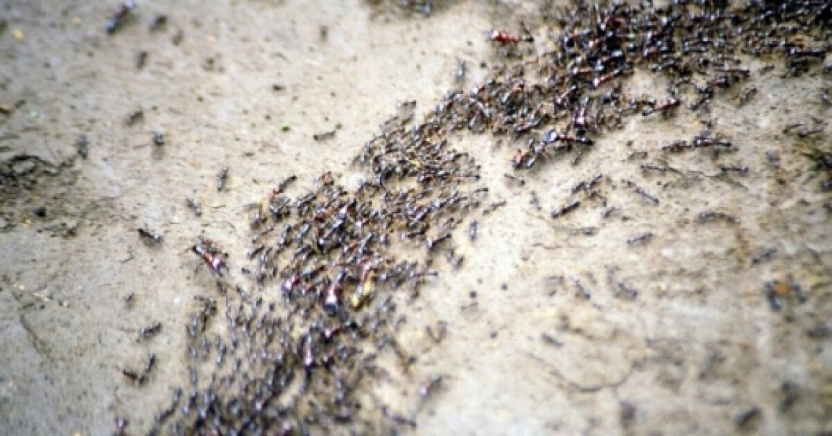 Cyber 'ants' patrol PC networks against computer worms and other threats