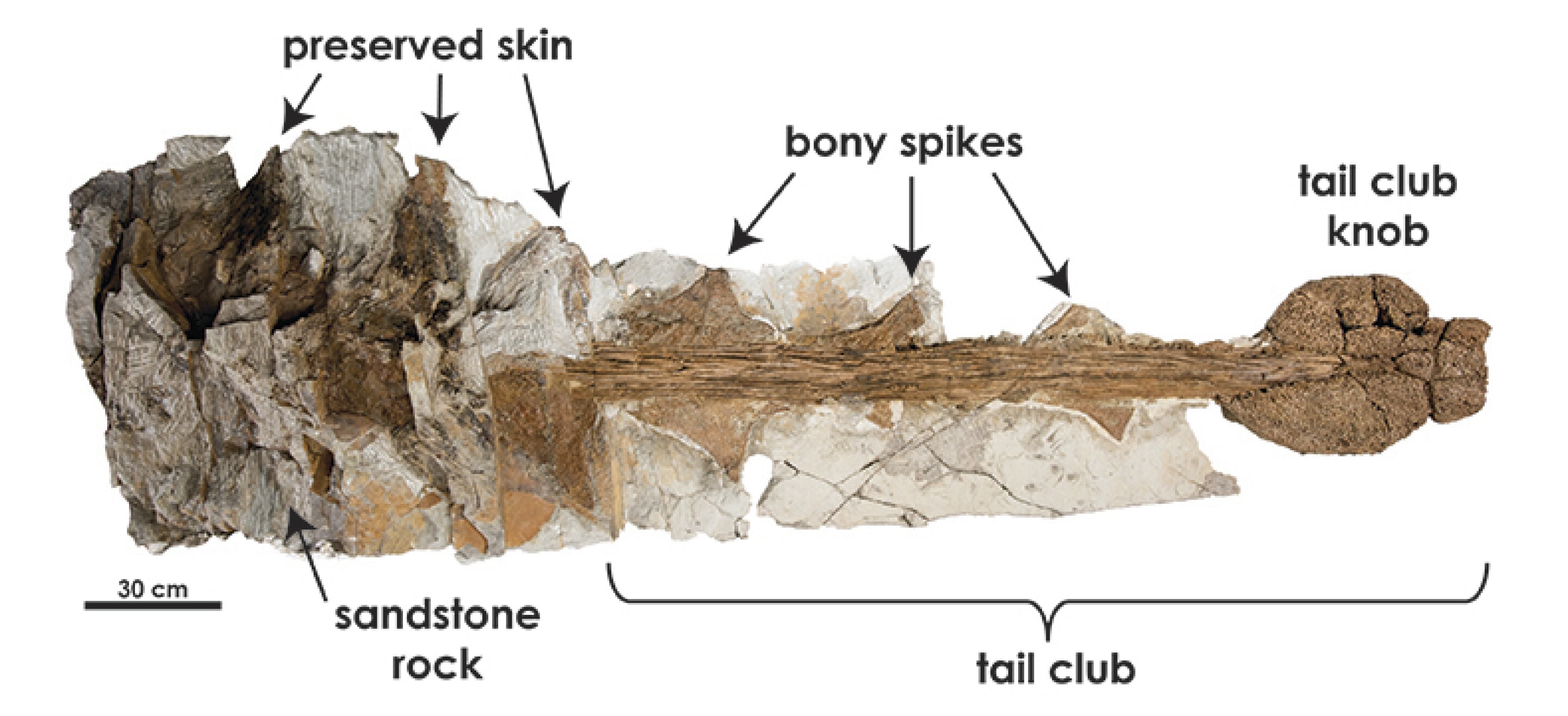 Meet Zuul, the well-preserved new dinosaur species dubbed "Destroyer of Shins"