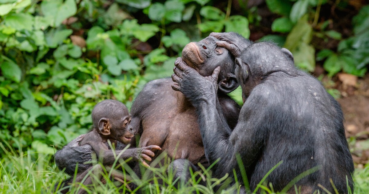 Chimps And Bonobos Share Common Sign Language and Maybe We Do Too chimps-and-bonobos-share-common-sign-language-and-maybe-we-do-too
