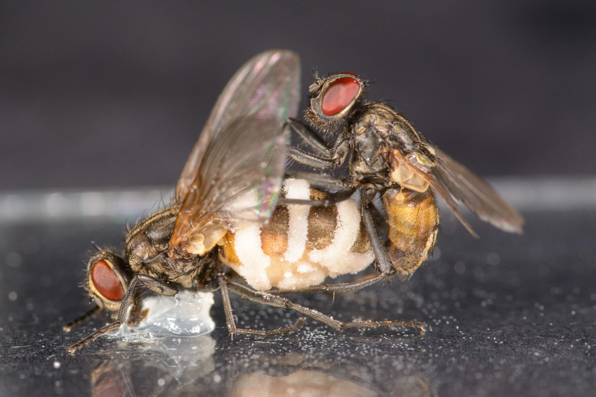 Fungus fools male houseflies into mating with corpses of dead females
