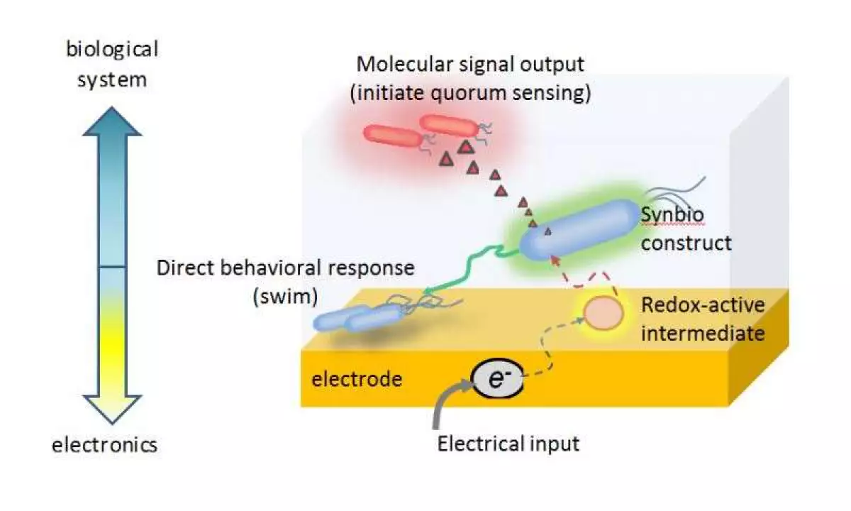 Cyborg step? Scientists engineer bioelectric cells