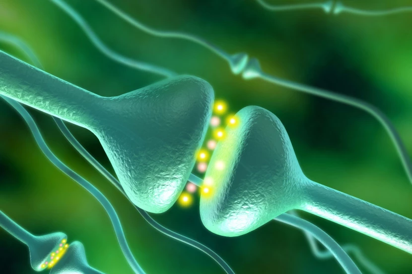 Artificial synapse bridges the gap to brainier computers